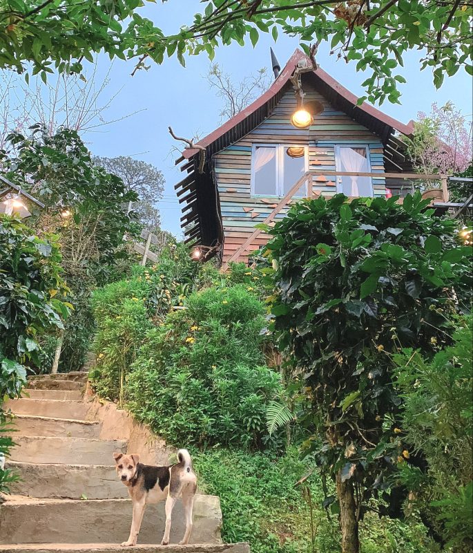 TỔ CHIM SẺ - Cú Trên Cây