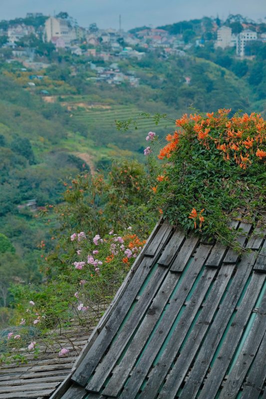 TỔ CHIM SẺ - Cú Trên Cây