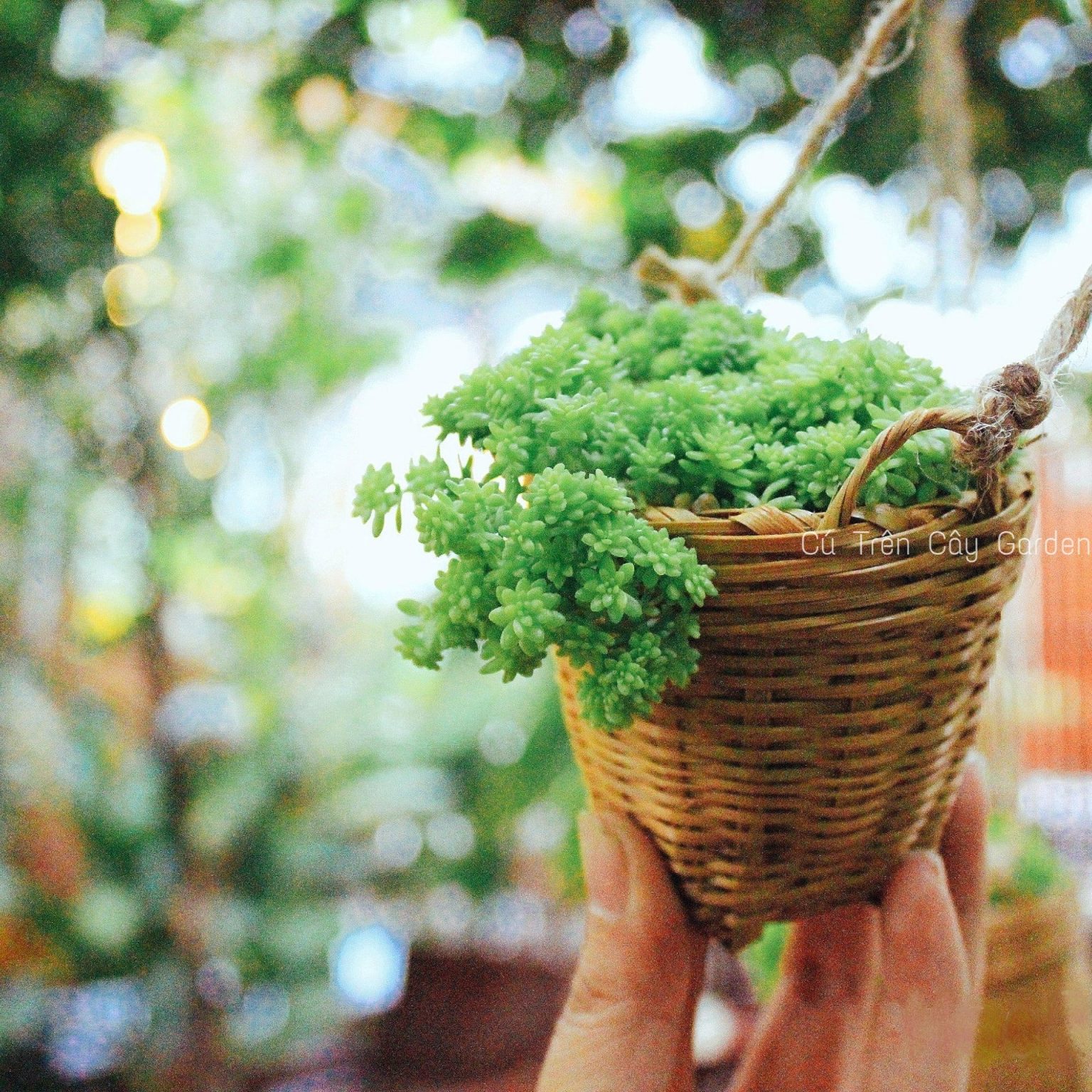 .Sen Sedum vàng 2 - Cú Trên Cây