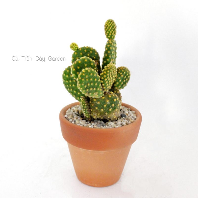 Xương rồng Tai thỏ - Cú Trên Cây